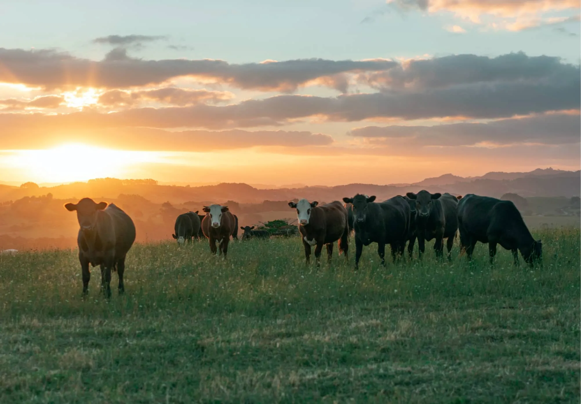 AgriZeroNZ | AgriZeroNZ