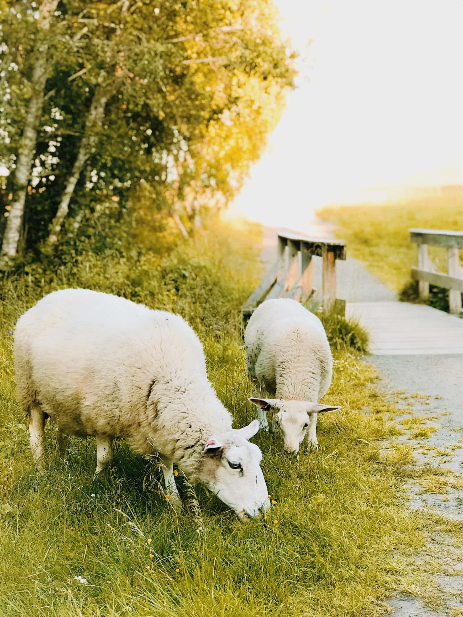 AgriZeroNZ | AgriZeroNZ